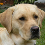 If You’re Having a “Ruff” Day, Play with a Dog! – Foundation for the ...